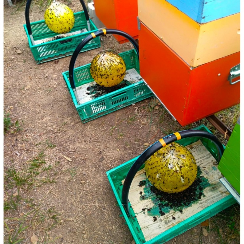 TRAPPOLA LUMINOSA A COLLA SFERA TRAP PER INSETTI