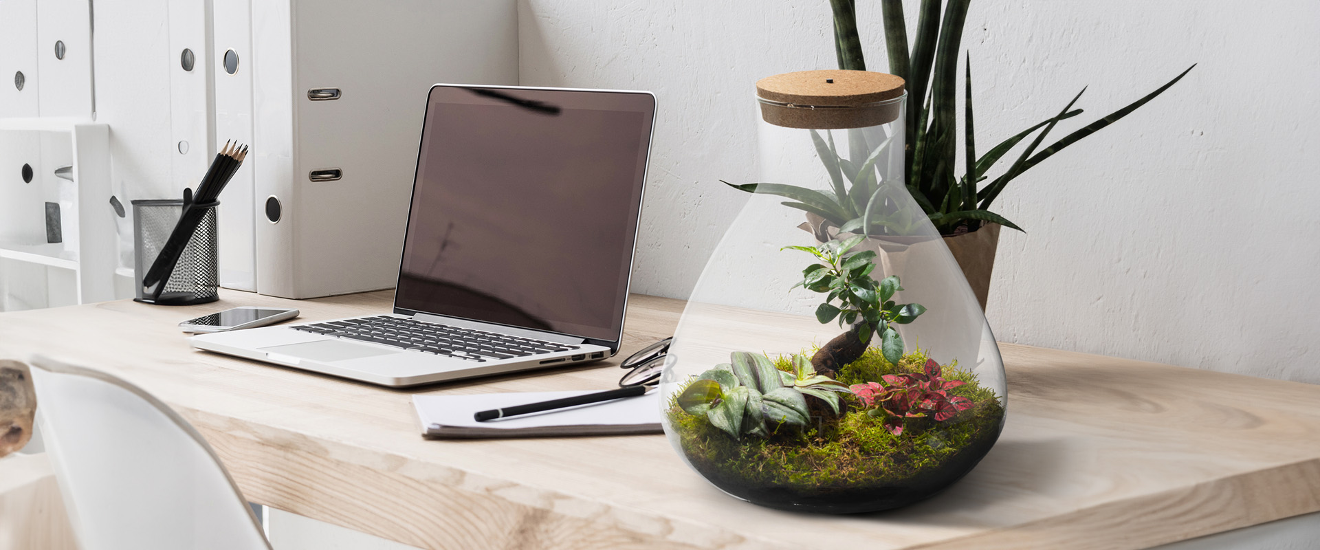 Piantine grasse in vasetti di vetro, 3 idee creative